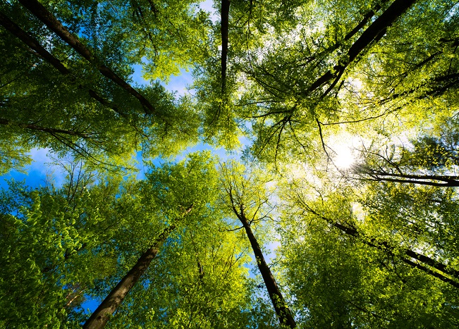 What is PEFC™ and FSCⓇ Certification | Travis Perkins